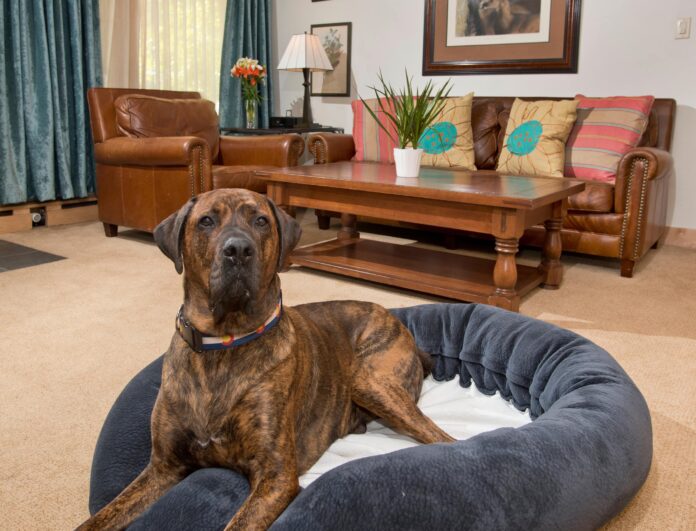 Pet-Friendly Apartments for Rent: No Property Damage Required - Utah Pulse