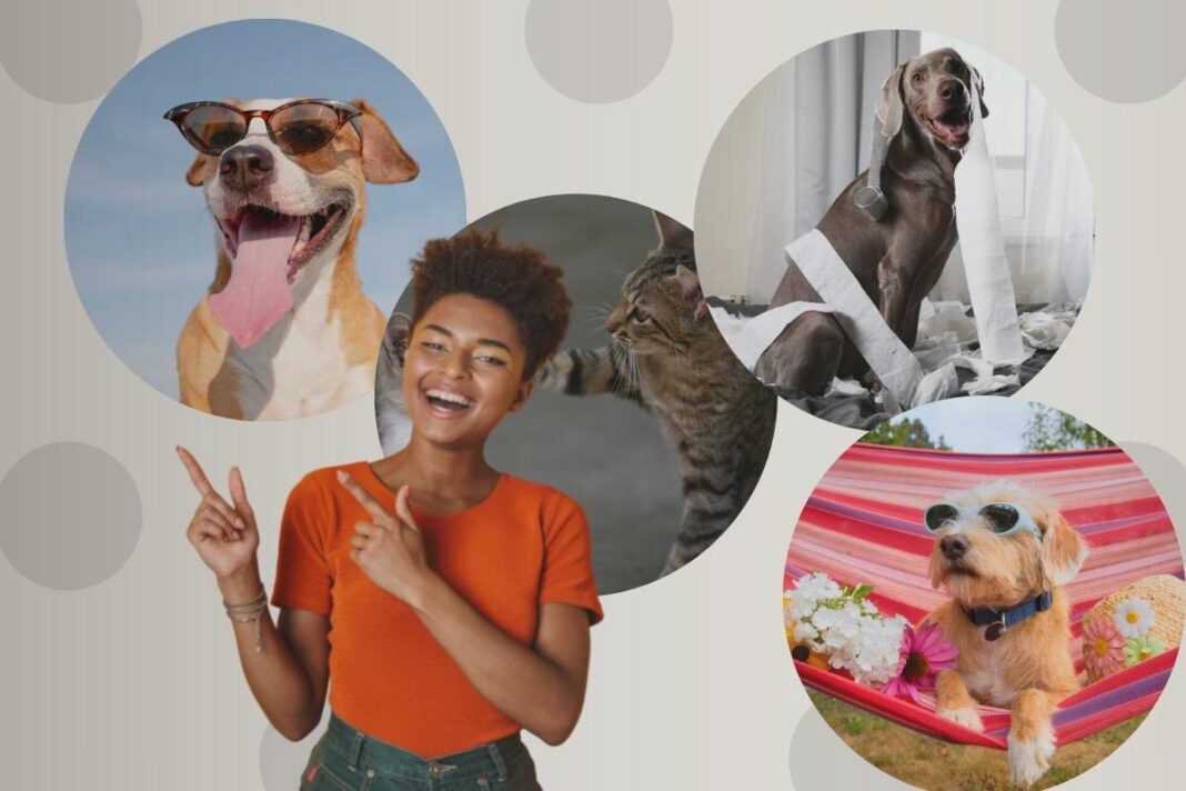 From Stress to Chuckles: How Funny Animal Clips Boost Well-Being