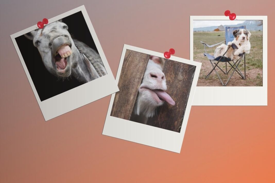 From Stress to Chuckles: How Funny Animal Clips Boost Well-Being