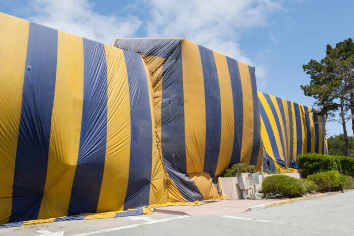 Crucial Steps to Take Before Termite Tenting - Utah Pulse